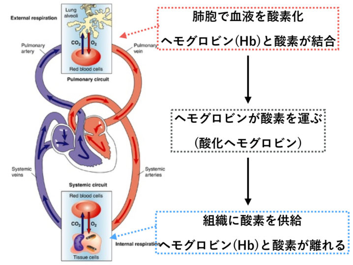 SpO2(経皮的動脈血酸素飽和度)の測定は何を調べているのか？ | 理学療法士によるリハビリ・ピラティス・予防